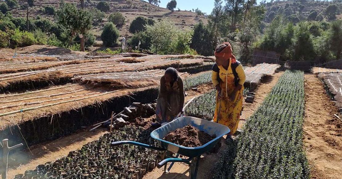 How Stolt Tankers’ donation is supporting reforestation in Ethiopia ...